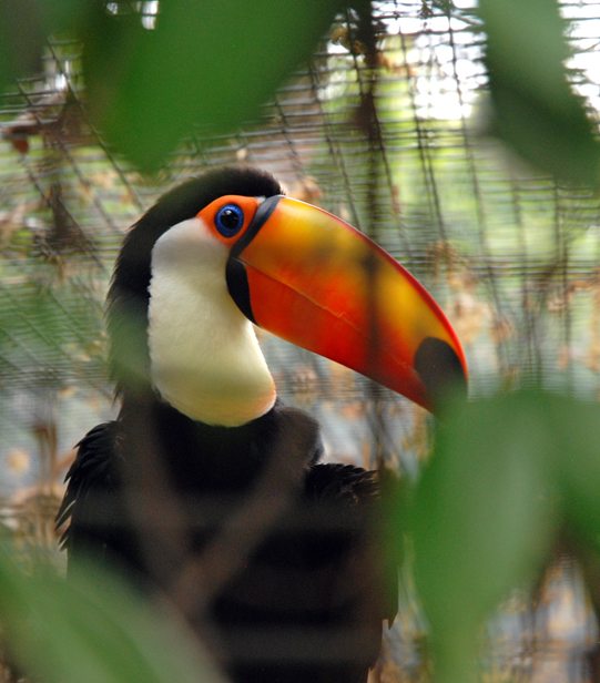 Dallas Day 3 – Fort Worth Zoo Birds – Potassium Photography